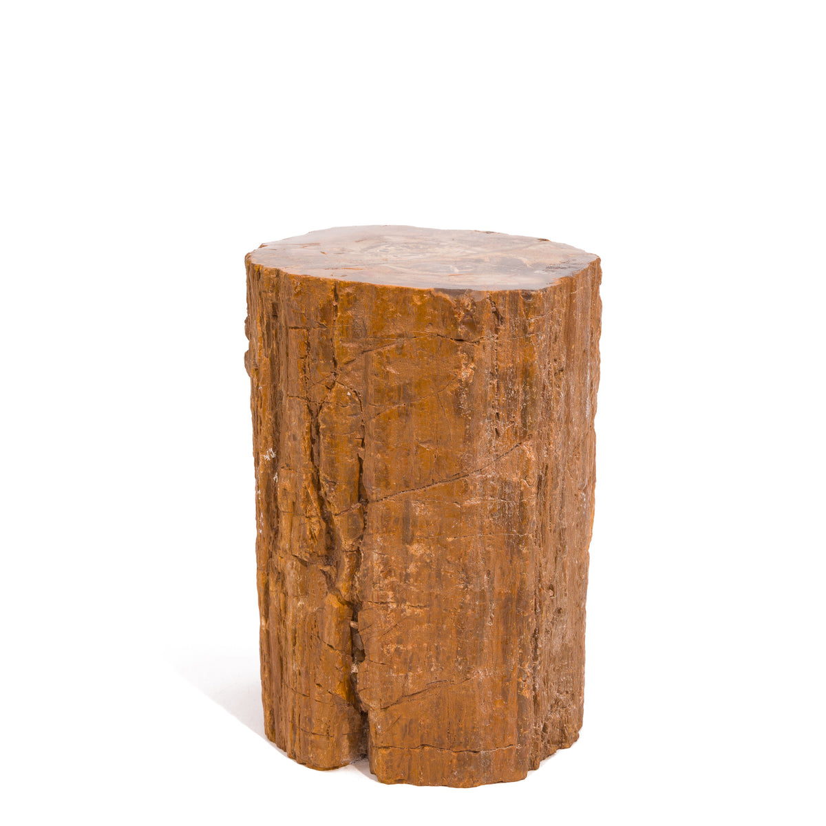 Petrified Wood 7" Partial Polished Log | 5kg, Madagascar – Crystalarium