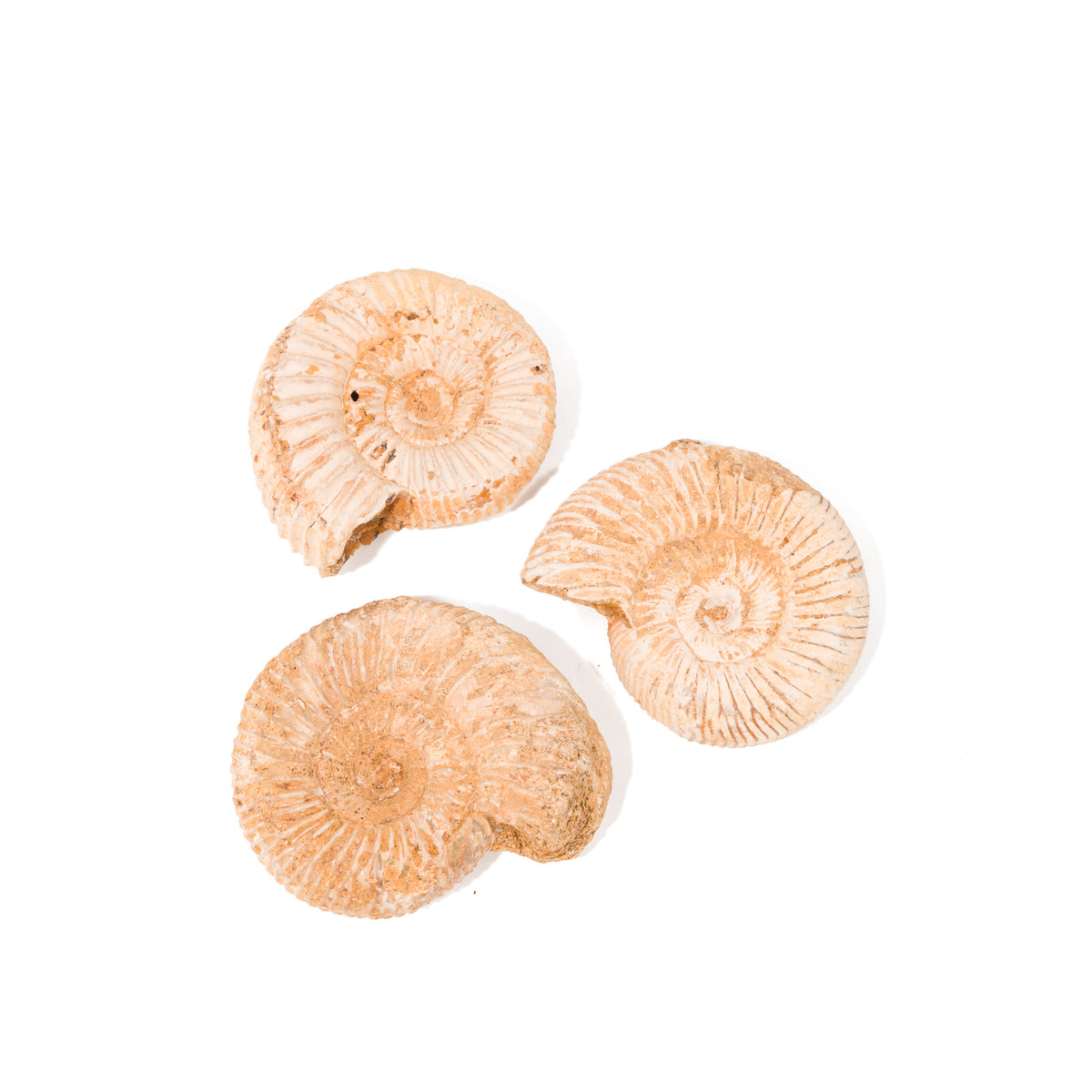 Small White Ammonite Fossils – Crystalarium